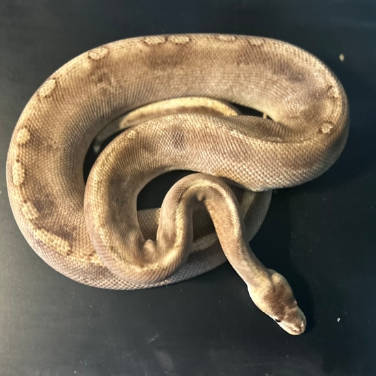 Champagne Ball Python by DJM Reptiles