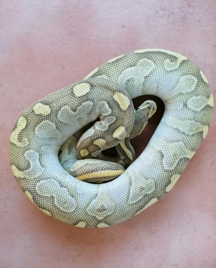 Butter Ghost Ball Python by MMJReptiles