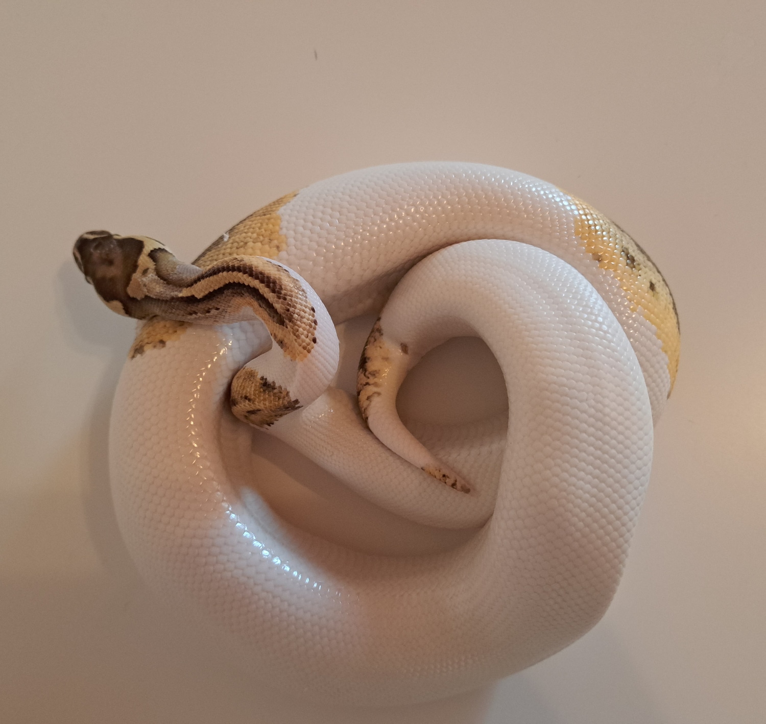 Fire Piebald Het Ghost Ball Python by MMJReptiles - MorphMarket