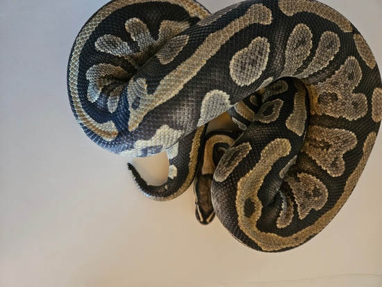 Ghost Het Piebald Ball Python by MMJReptiles