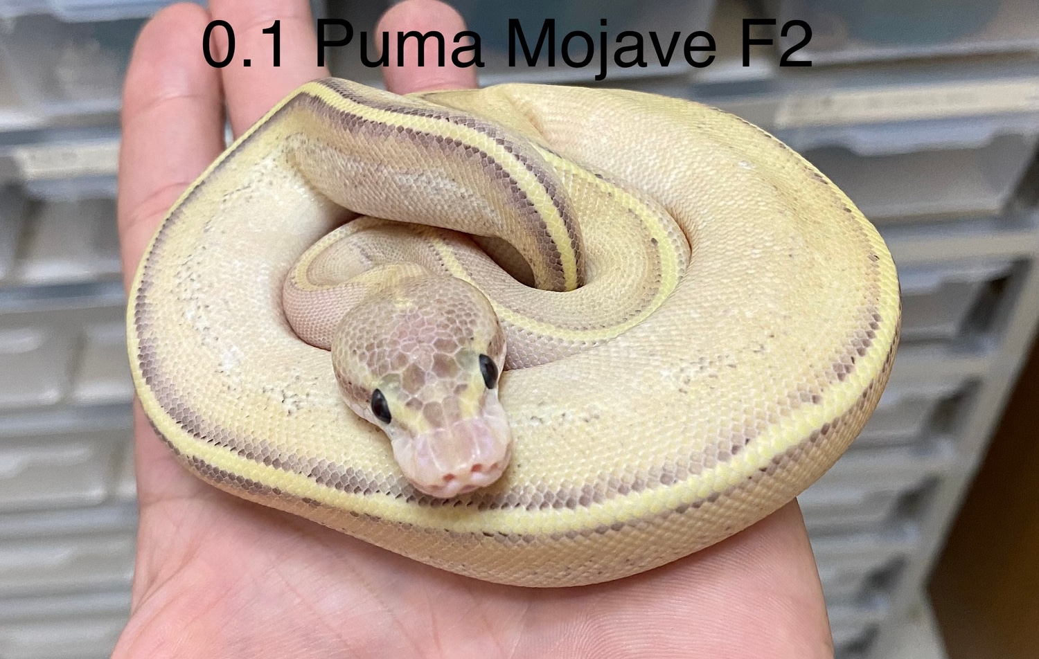 Puma Mojave Female Ball Python by Denny Valentini - MorphMarket