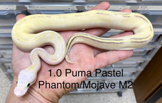Puma Pastel Phantom Mojave Male Ball Python by Denny Valentini