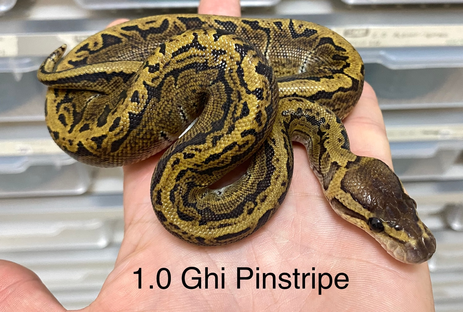 Ghi Pinstripe Male Ball Python by Denny Valentini - MorphMarket