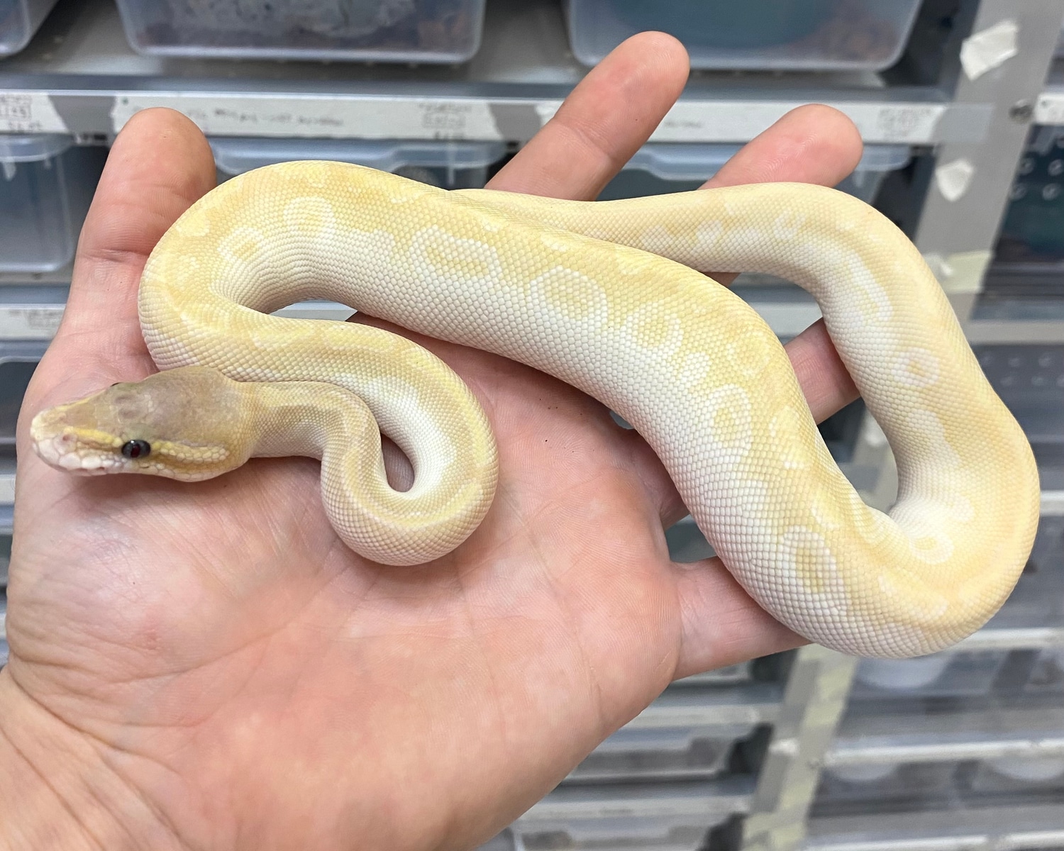 0.1 Crystal Het Monsoon Ball Python by Denny Valentini - MorphMarket