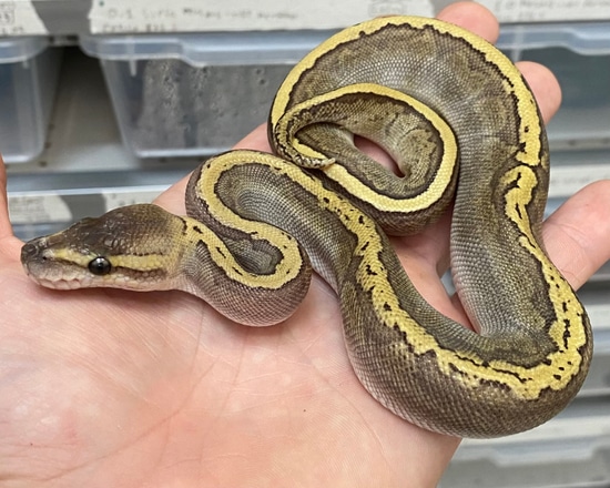 0.1 Ghi Mojave Pinstripe Het Monsoon Ball Python by Denny Valentini