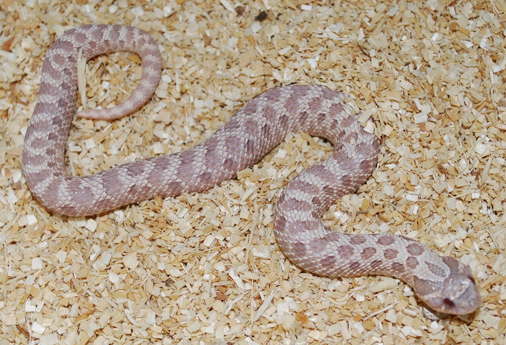 Lavender Possible Het Coral Western Hognose by SpreadHeads - MorphMarket