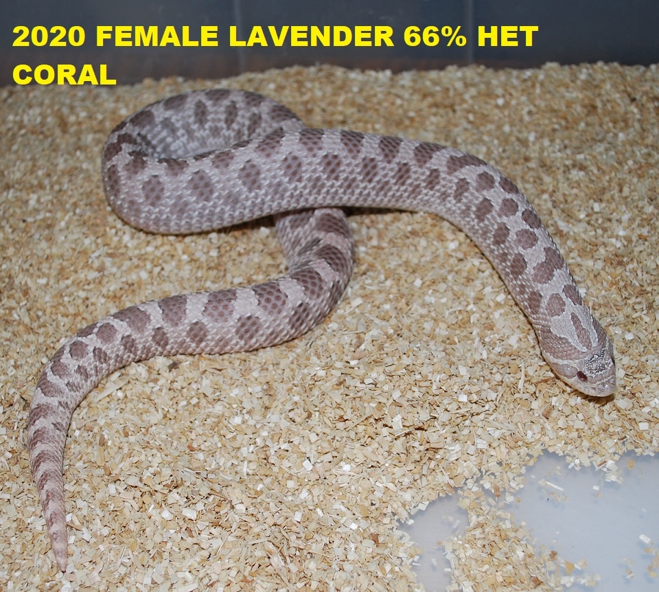 2020 Lavender Female 66% Het Coral Western Hognose by SpreadHeads ...