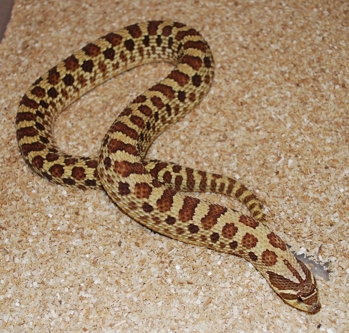 2020 291 Gr. Female Lemon Ghost X Purple Western Hognose by SpreadHeads ...