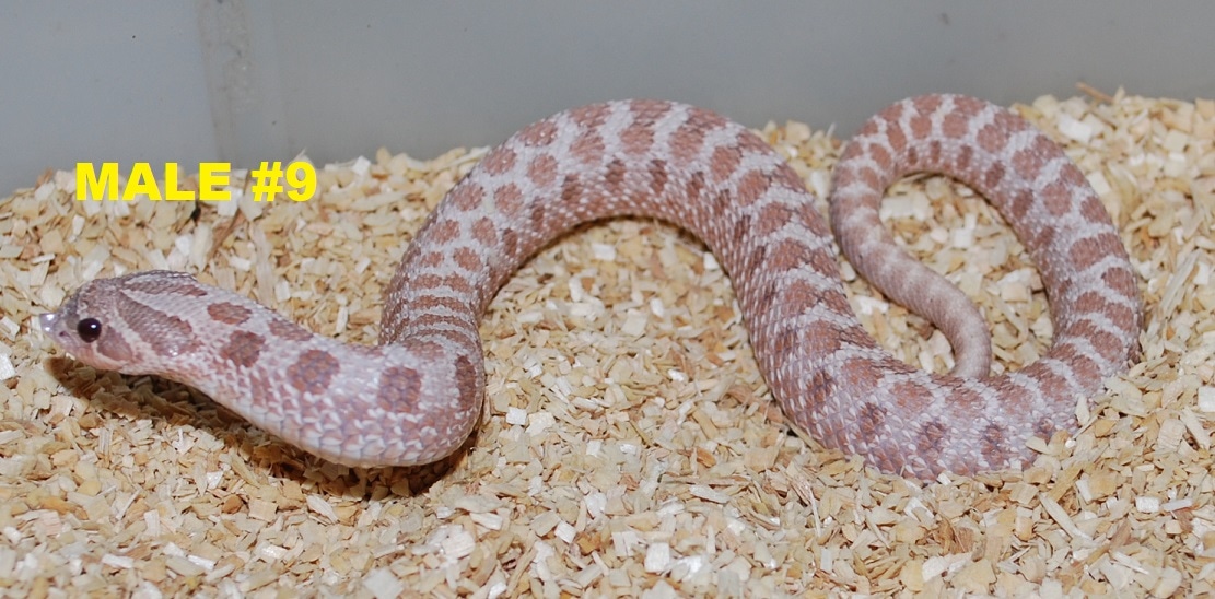 70gr Lavender 50% Het Coral Western Hognose by SpreadHeads - MorphMarket