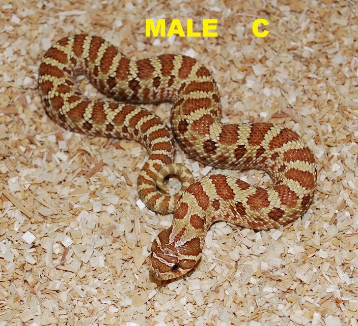 Lemon Ghost X Purple Western Hognose by SpreadHeads - MorphMarket