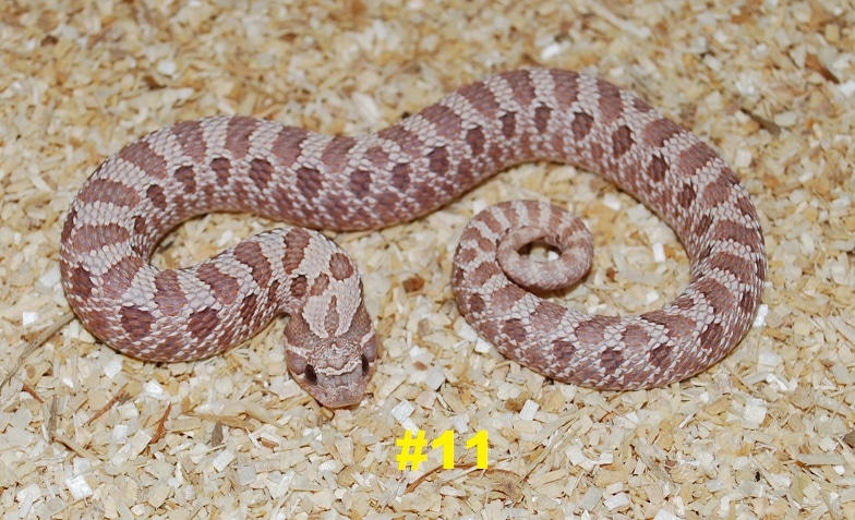 2022 36gr Lavender 66% Het Coral Western Hognose by SpreadHeads ...