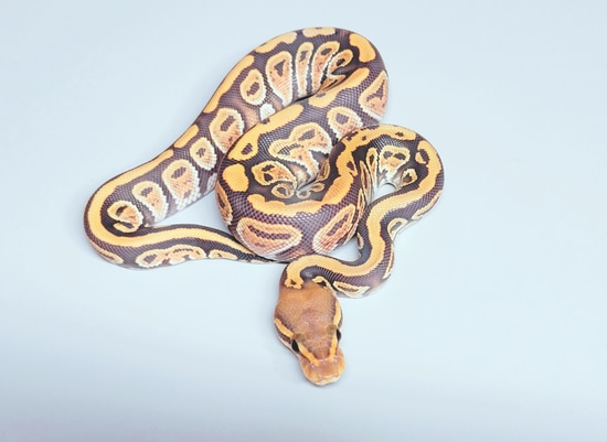 Cypress Honey Hypo Ball Python by Newman Family Reptiles