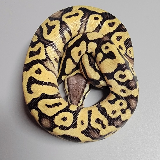 FireFly 100% Het (VPI) Axanthic 66% Het DG Ball Python by Newman Family ...