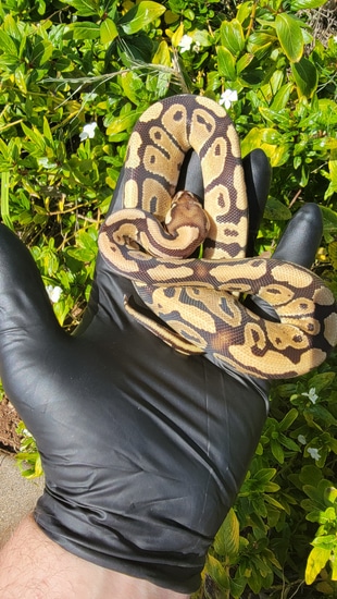 Fire Het Axanthic(Vpi) 66% Het DG Ball Python by Newman Family Reptiles