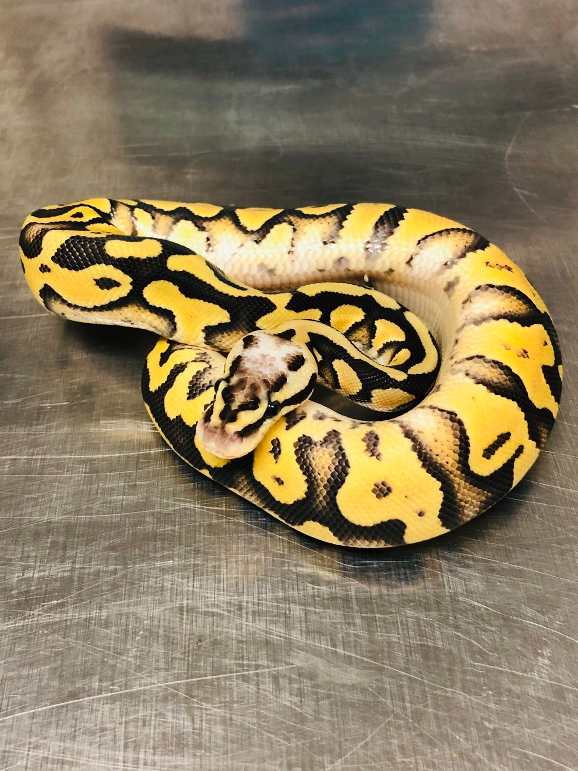 FireFly Het Clown Ball Python by Royal Serpents Xoticz - MorphMarket
