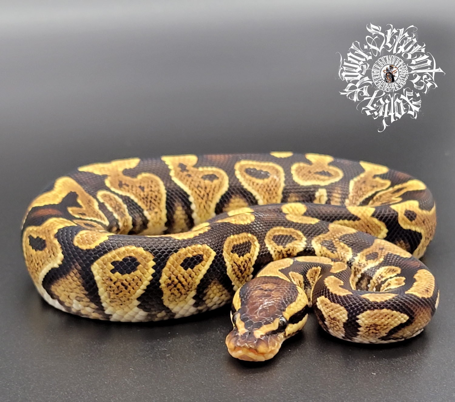 Asphalt/Spark Het Clown Ball Python by Royal Serpents Xoticz - MorphMarket