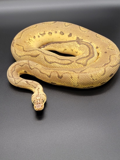 Motley Pastel Clown Ball Python by Royal Serpents Xoticz