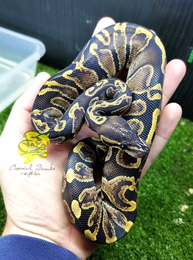 GHI 100% Het Axanthic Ball Python by Chemical Snake Reptiles - MorphMarket