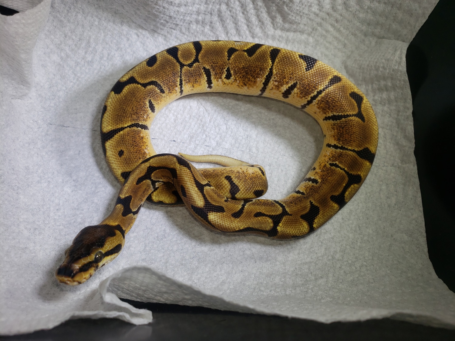 Enchi Woma Ball Python by Derek Bradley Reptiles - MorphMarket