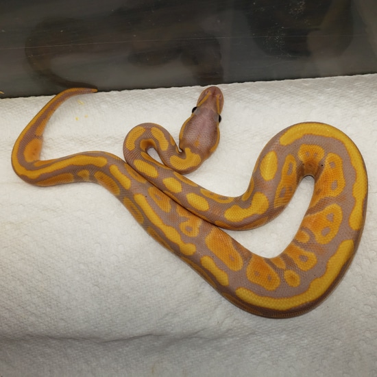Banana Mystic Ball Python by Derek Bradley Reptiles