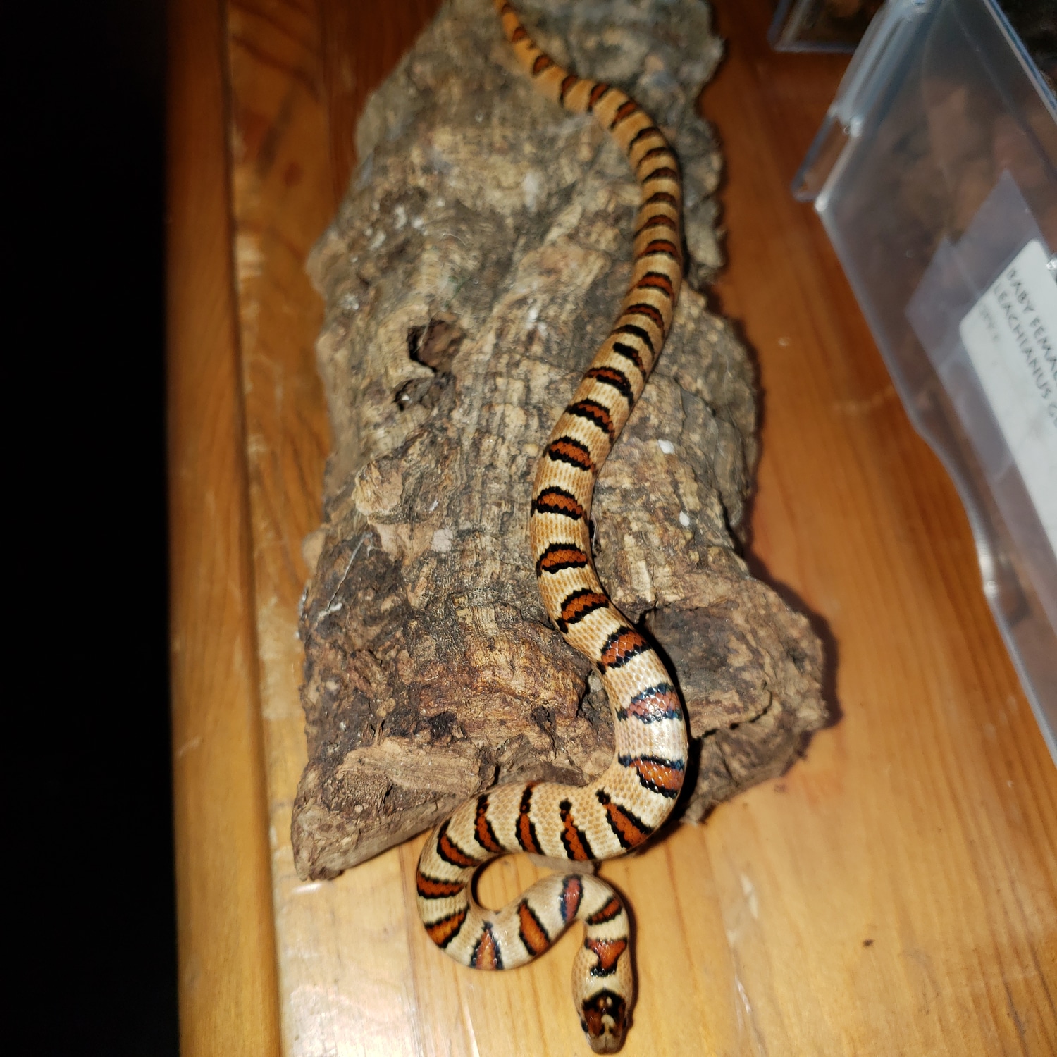 Thayerii Leonis King 66% Het Melanistic And Amelanistic Nuevo Leon ...