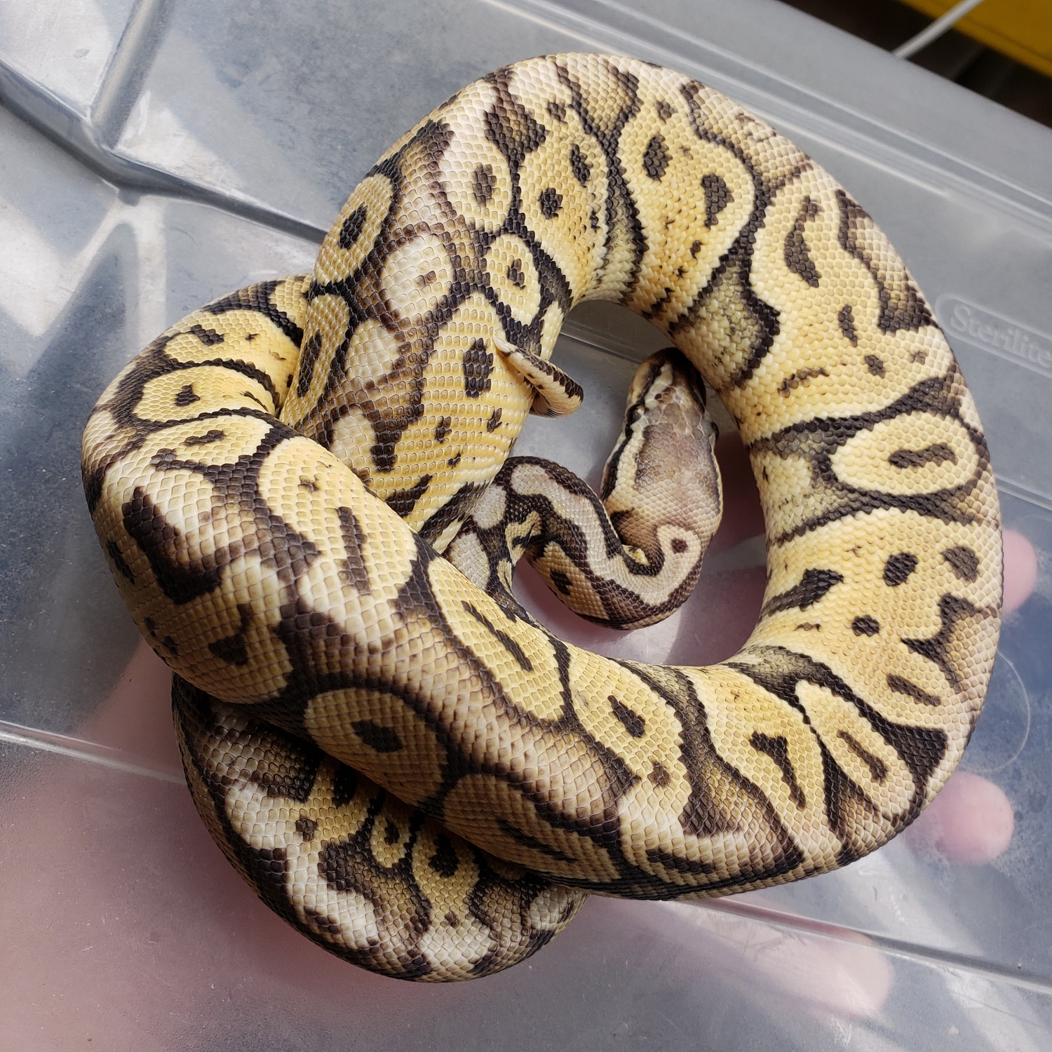 Super Pastel Orange Ghost Possible Het Sk Axanthic Ball Python by Derek ...