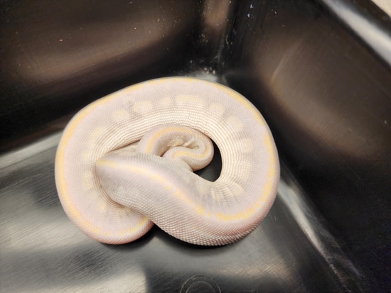 Mystic Russo Quake Possible Black Lace Ball Python by Derek Bradley ...