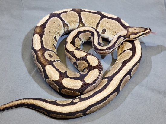 Specter Vanilla Ball Python by Derek Bradley Reptiles
