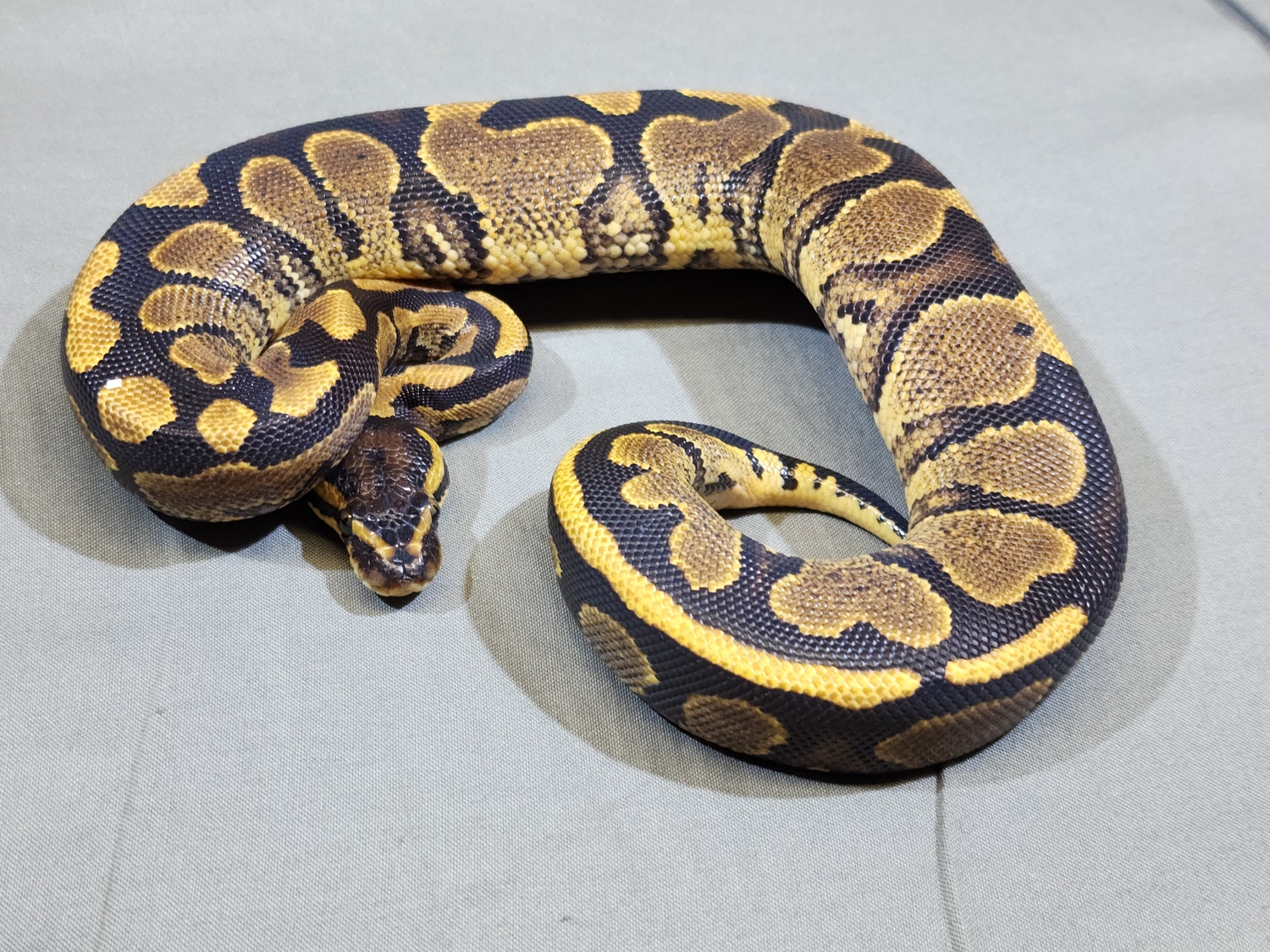 Yellowbelly Het Albino Het Vpi Axanthic Possible Het Pied Ball Python ...