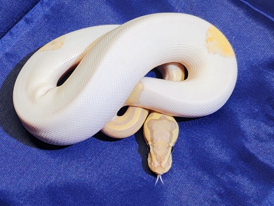 Pastel Banana Pied Ball Python by Derek Bradley Reptiles