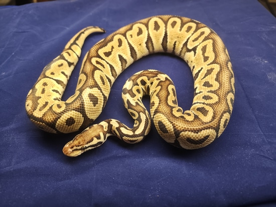 Pastel Het Red Axanthic KP Ball Python by Derek Bradley Reptiles