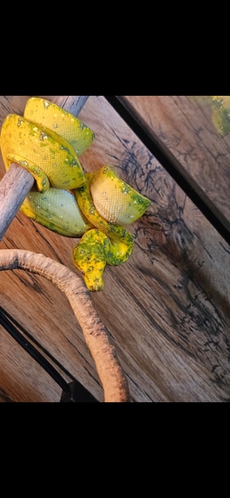 Low Reserve Biak Green Tree Python Trio by Derek's exotics