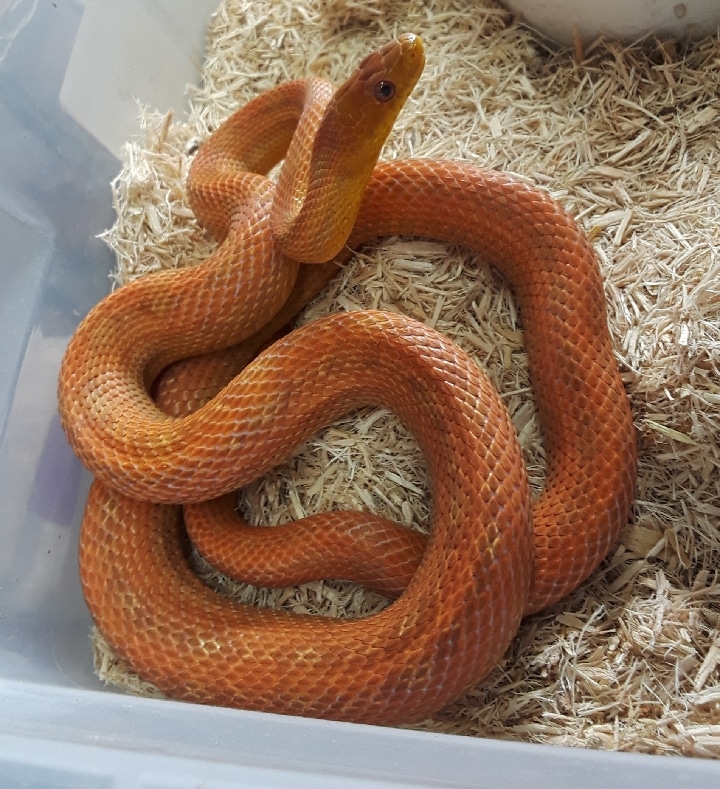 Everglades Eastern Rat Snake by Derek Moynihan - MorphMarket