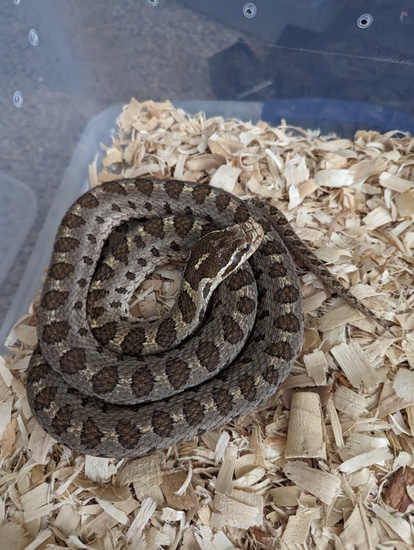 1.1 Proven David's Ratsnakes, Elaphe Davidi Other Rat Snake by Fallout ...