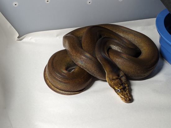 Phantom Goldenchild Poss Het Anthrax Reticulated Python by Fallout ...