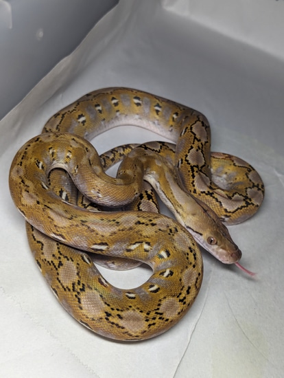 NERD Platinum Het. Albino Possible Het. Anery Jampea Kayuadi ...