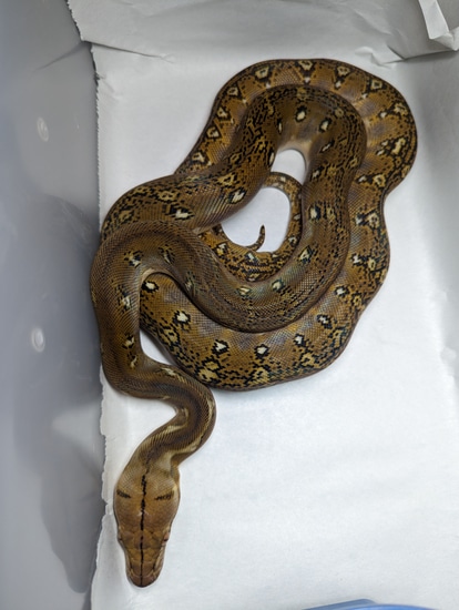 HOGS Pos Het Anthrax/ Mocha Reticulated Python by Fallout Herpetology