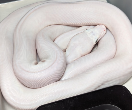 Super Phantom From Moo Retic/calico Blood Reticulated Python by Fallout ...