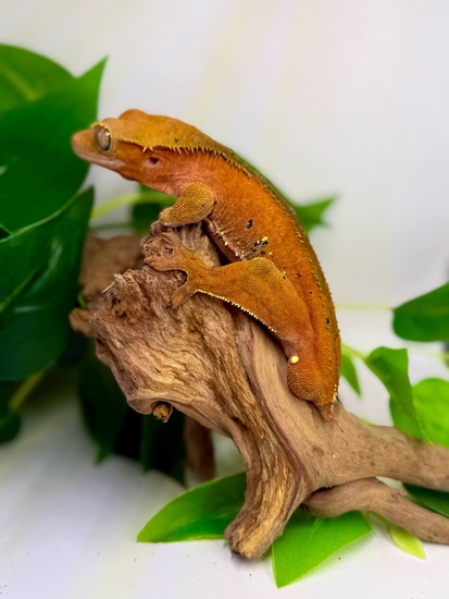Crimson Red Dalmatian Crested Gecko by Fallout Herpetology