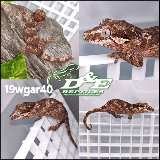 Banded Low Expression Redneck Gargoyle Gecko by D&E Reptiles