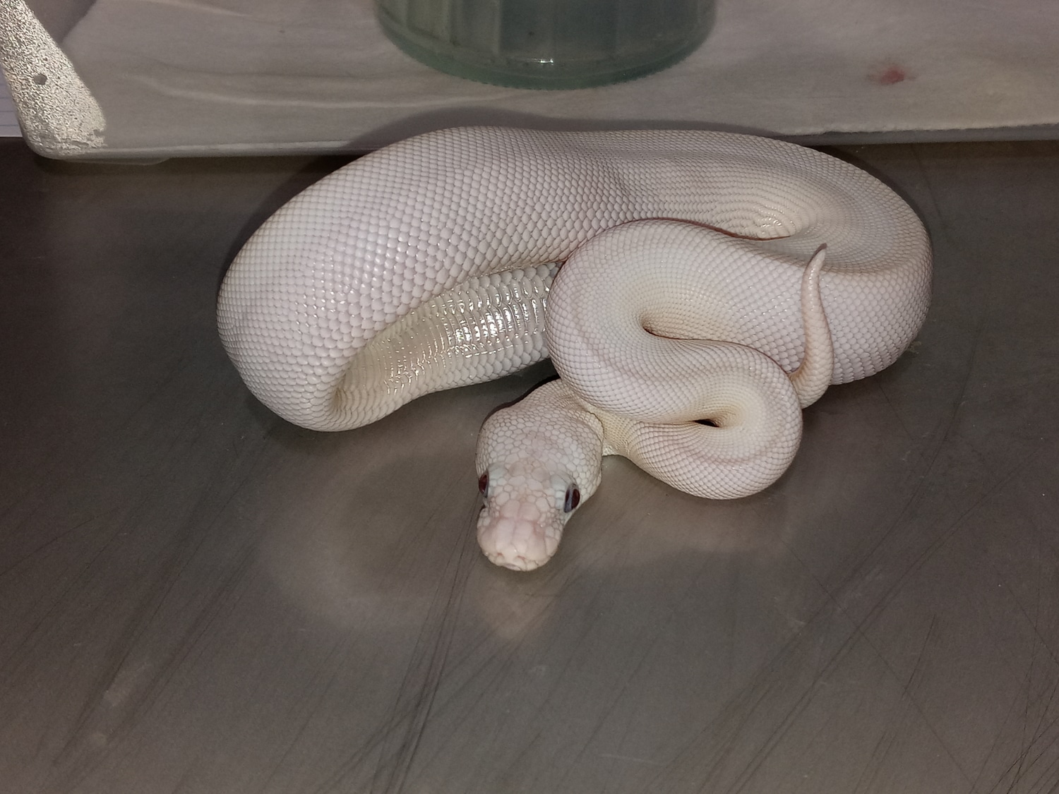 BEL(Butter-lesser) Ball Python by DesdemonasDesigns Ball Pythons ...