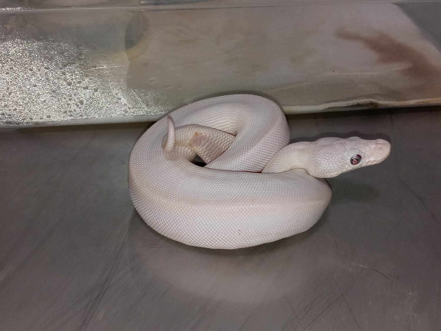 BEL(Butter-lesser) Ball Python by DesdemonasDesigns Ball Pythons ...