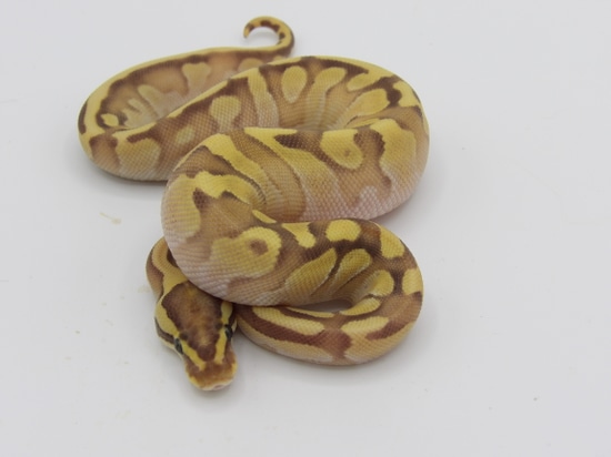 Nuclear Super Enchi Ball Python by DesdemonasDesigns Ball Pythons