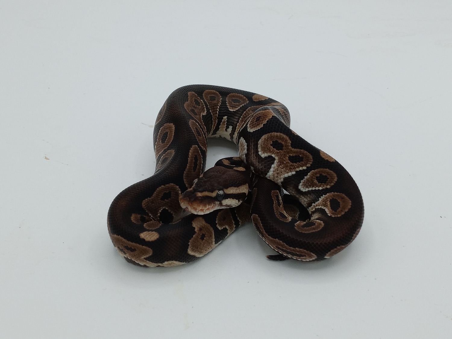 Chocolate HRA Ball Python by DesdemonasDesigns Ball Pythons - MorphMarket