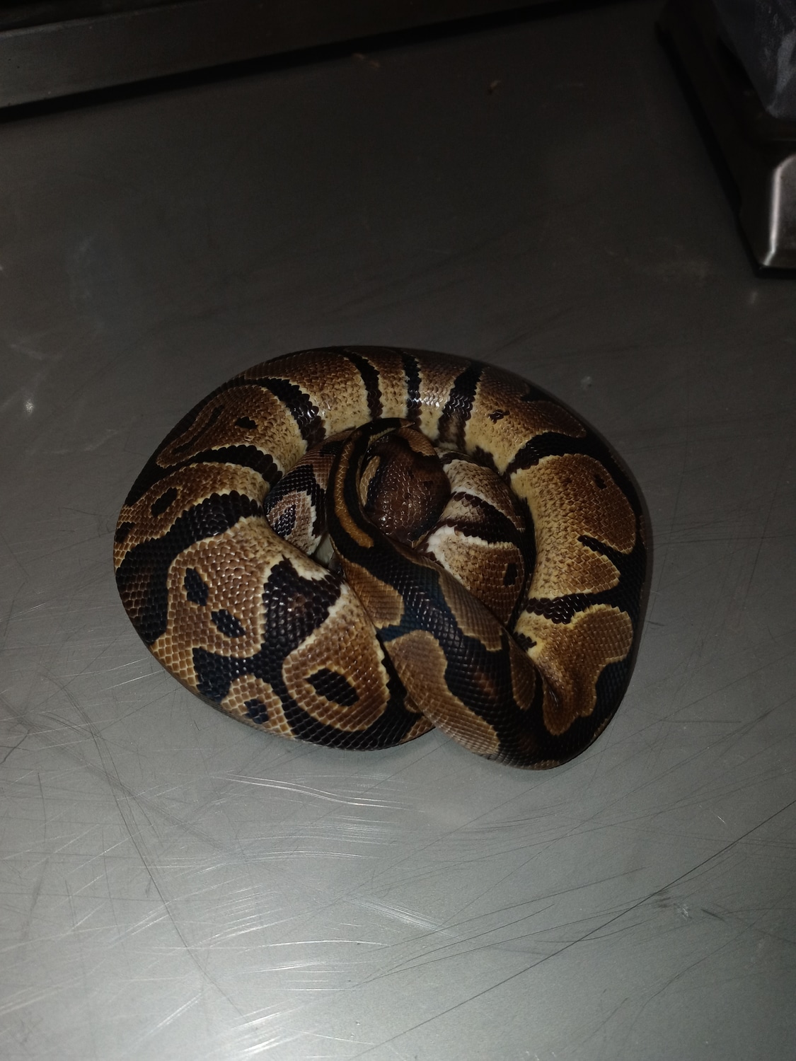 Classic Ball Python by DesdemonasDesigns Ball Pythons - MorphMarket