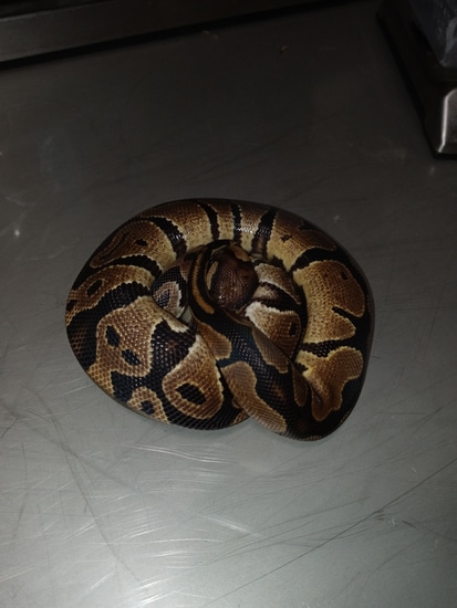 Classic Ball Python by DesdemonasDesigns Ball Pythons