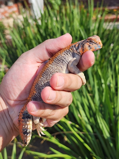 USCB 2019 Male Blue Thomasi Uromastyx by Desert Gem Herps