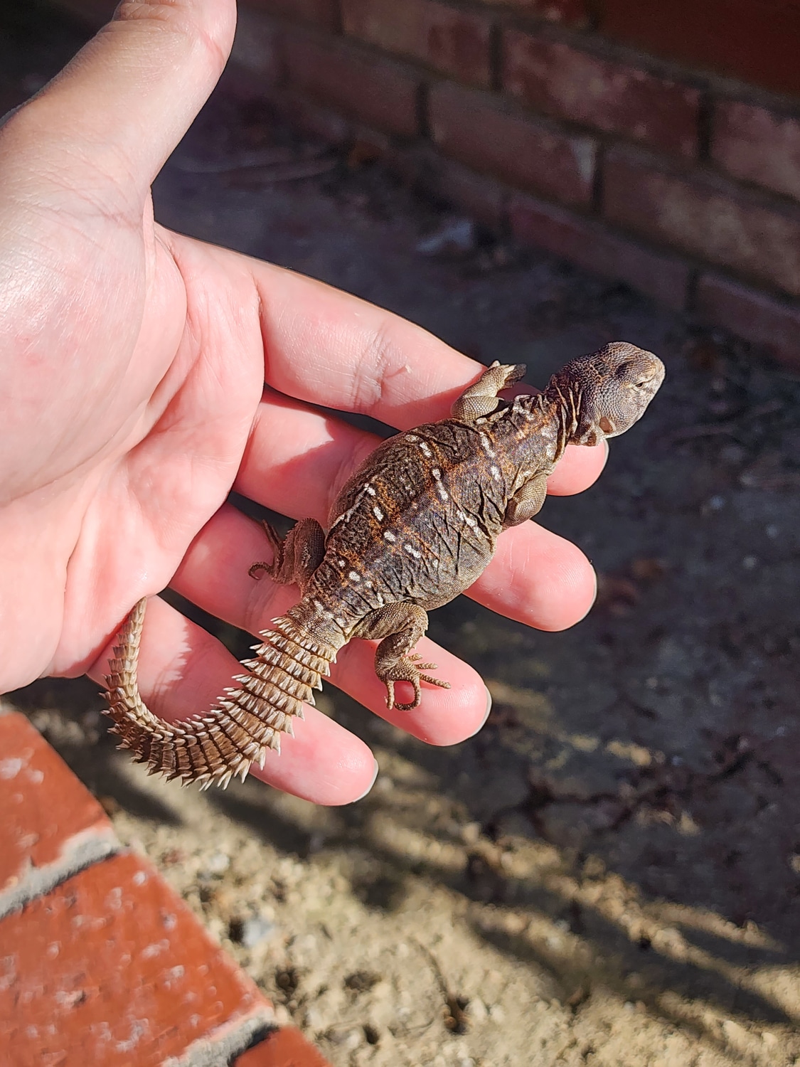 USCB 2022 Blue Ocellata Spiny-Tailed Lizard by Desert Gem Herps ...