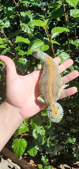 European Cb Green Male Thomasi Uromastyx by Desert Gem Herps