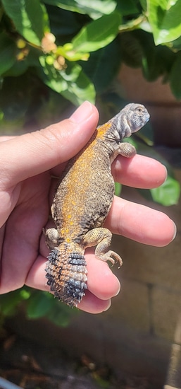 USCB Female Uromastyx Thomasi by Desert Gem Herps